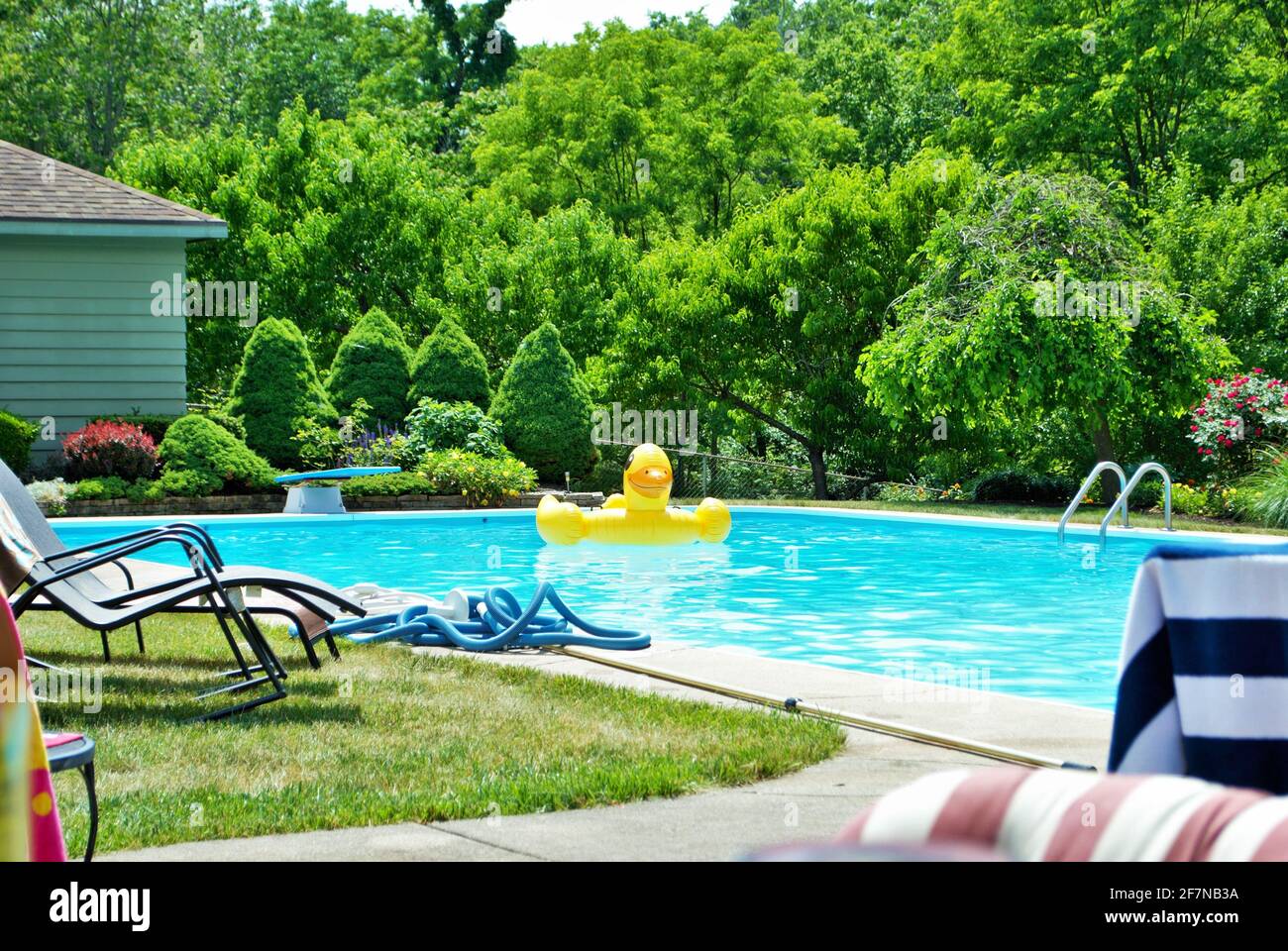 yellow duck inflatable floating in a backyard swimming pool Stock Photo ...