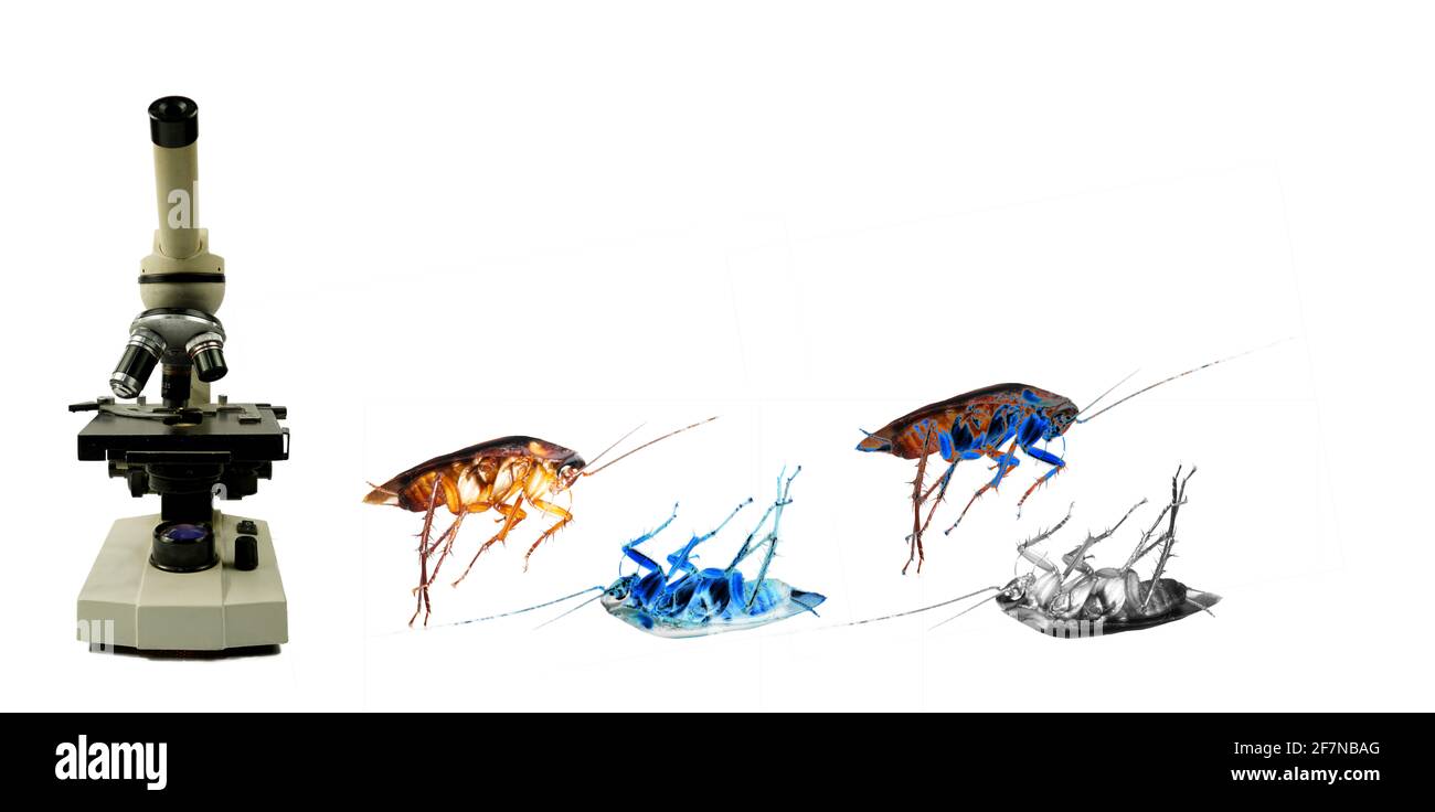 A microscope and a dead brown cockroach in the kitchen. Isolate white ...