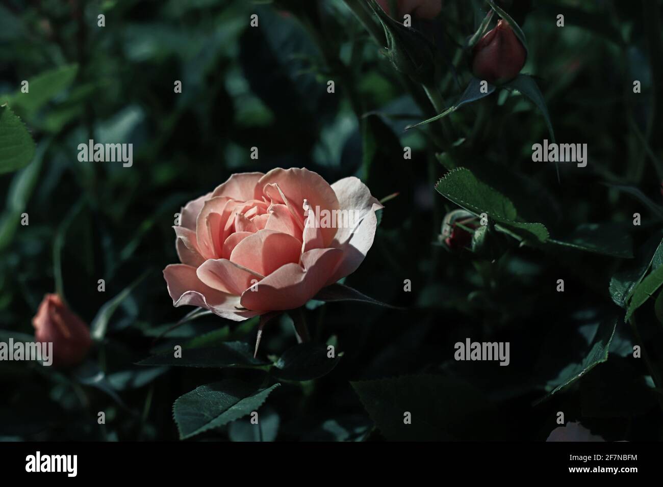 Rose bright light hi-res stock photography and images - Alamy