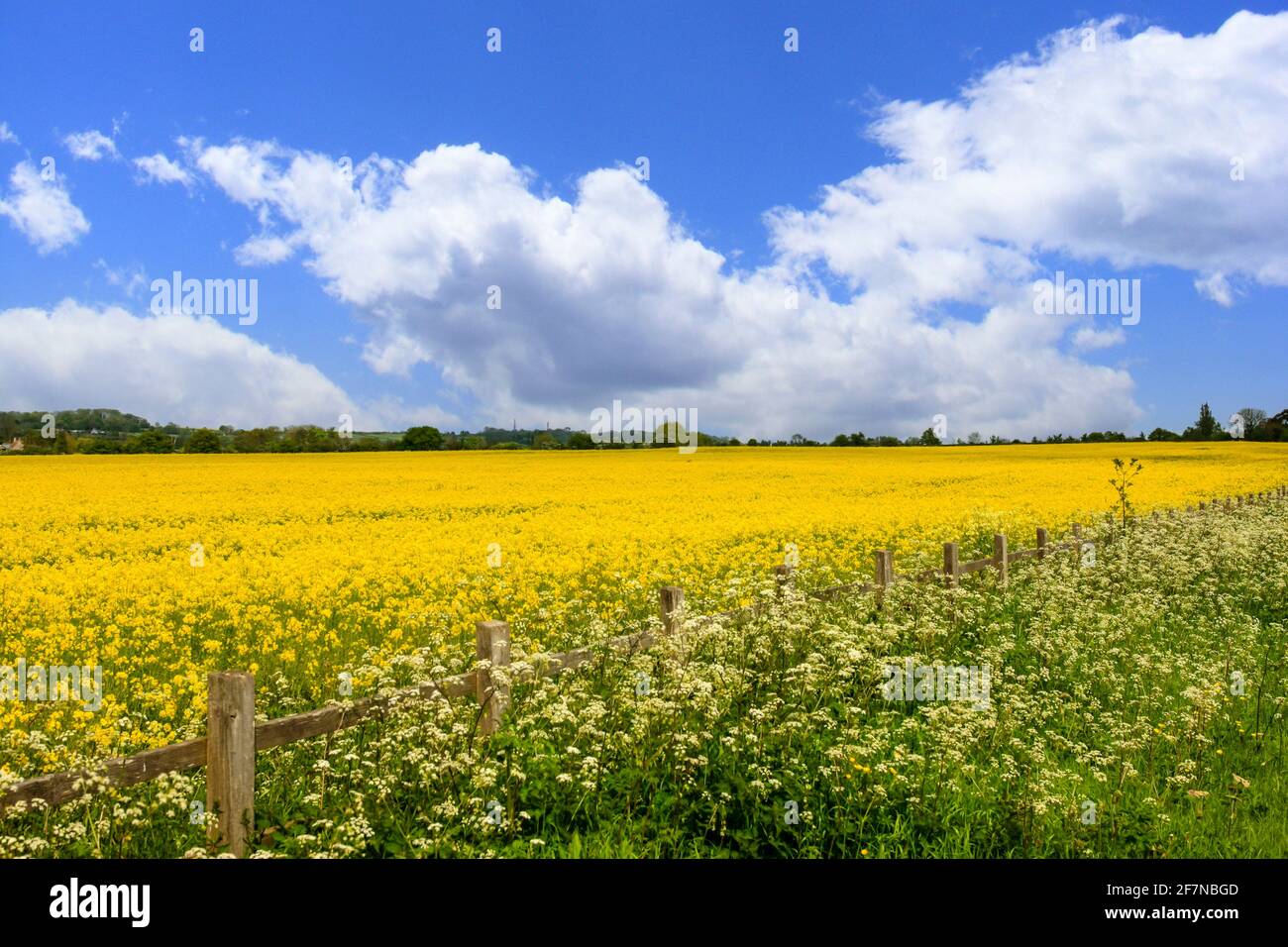 Yellow Rape Seed Crop Field in rural England Stock Photo - Alamy