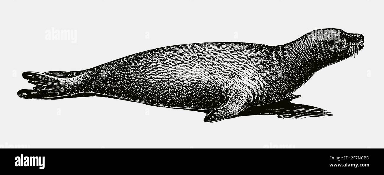 Caribbean monk seal hi-res stock photography and images - Alamy