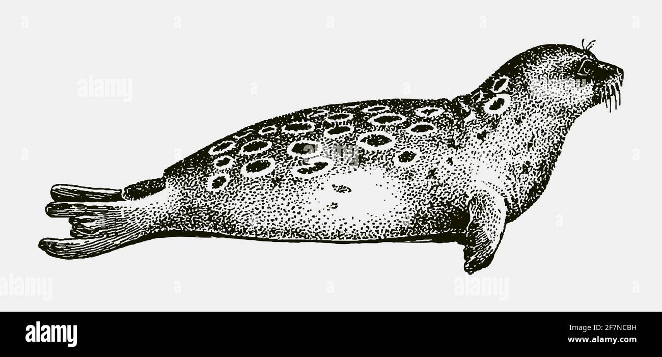 Pusa Stock Vector Images - Alamy