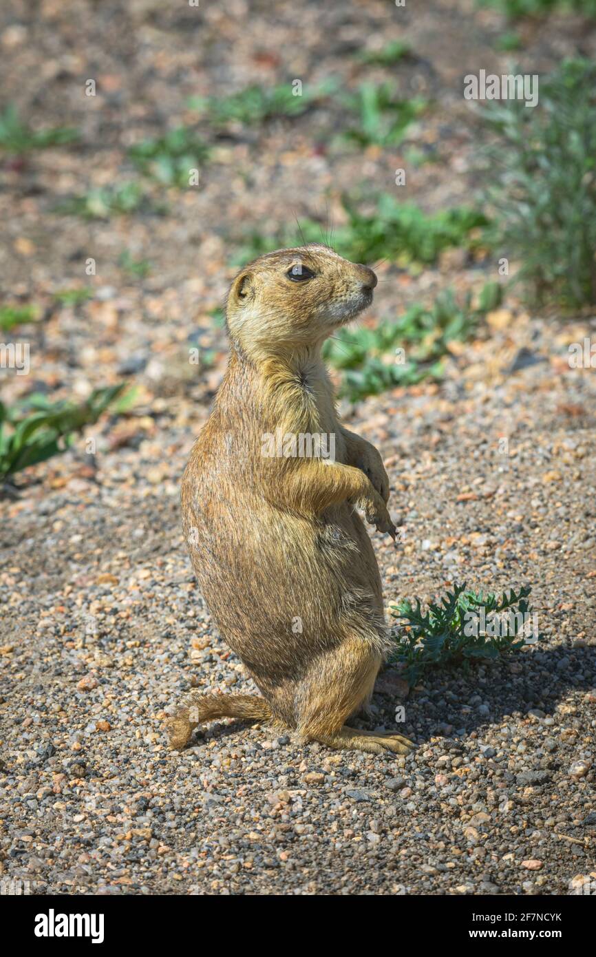 Female pregnant Gunnison's Prairie Dog (Cynomys gunnisoni) always ...