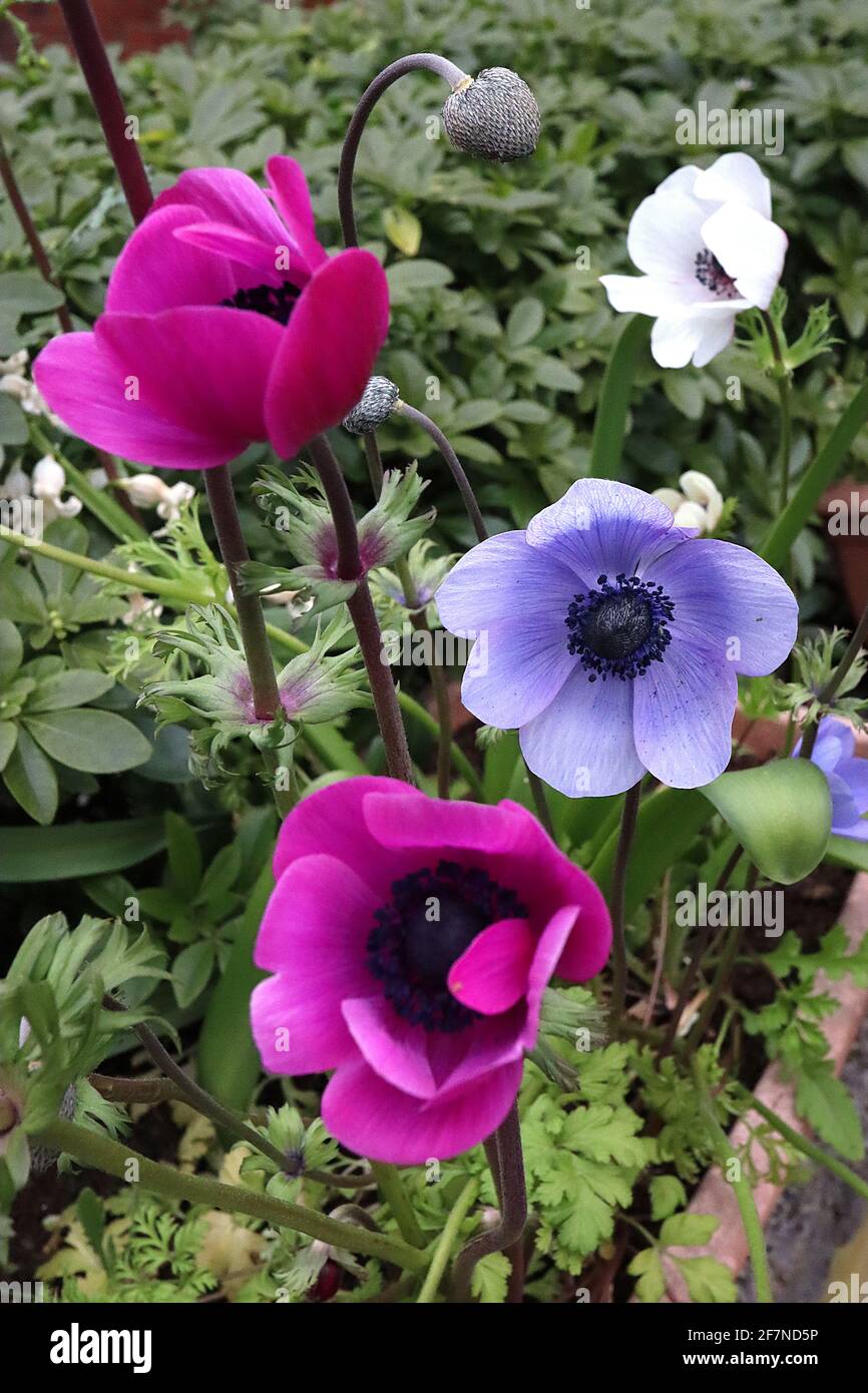 Anemone coronaria harmony series hi-res stock photography and images ...