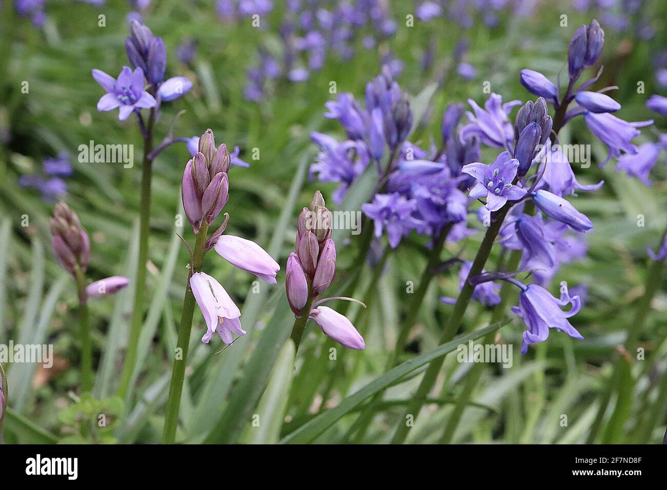 Hyacinthoides hispanica ‘Excelsior’ Spanish bluebells – pale mauve bell ...