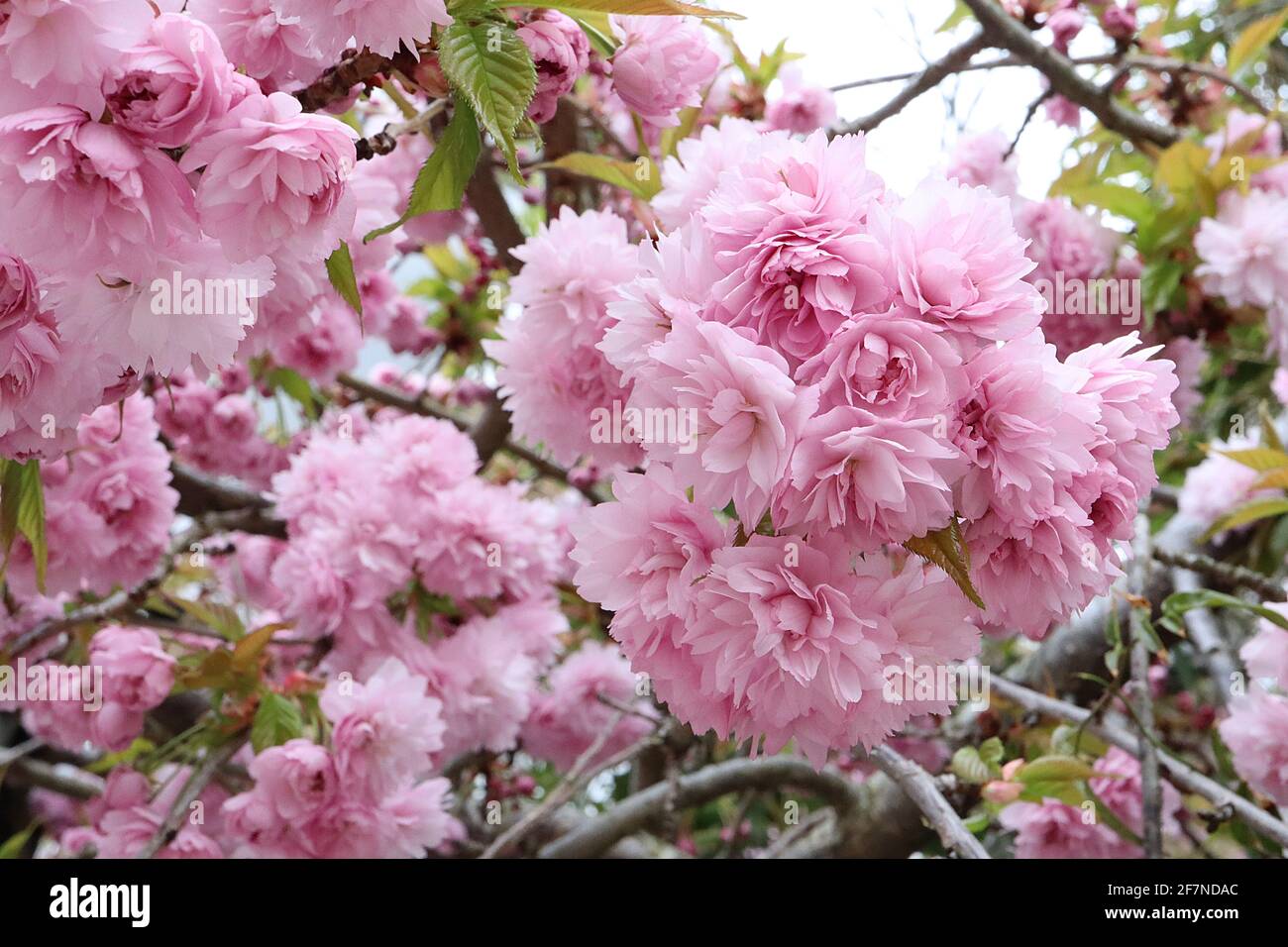 Prunus ‘Asano’ Asano cherry blossom – chrysanthemum-flowered clusters ...