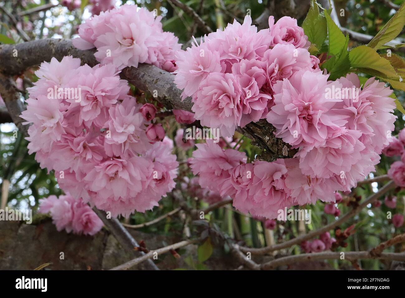 Japanese flowering cherry asano hi-res stock photography and images - Alamy