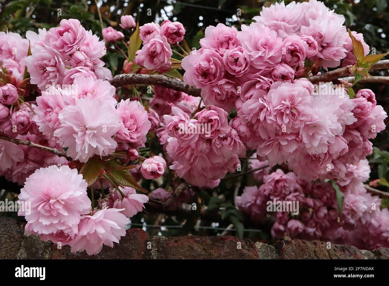 Japanese flowering cherry asano hi-res stock photography and images - Alamy