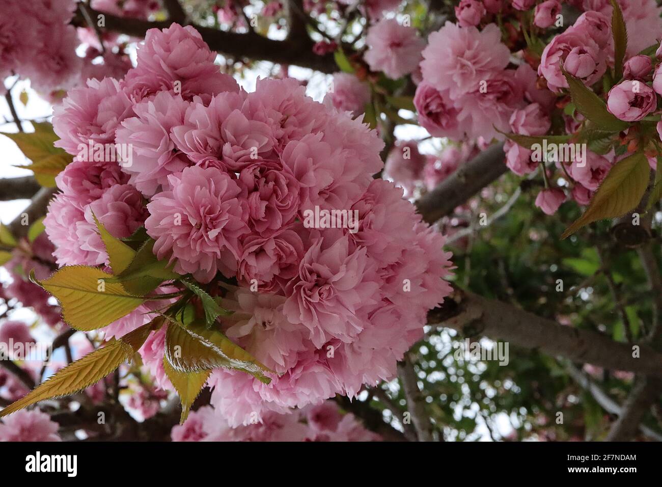 Prunus ‘Asano’ Asano cherry blossom – chrysanthemum-flowered clusters ...
