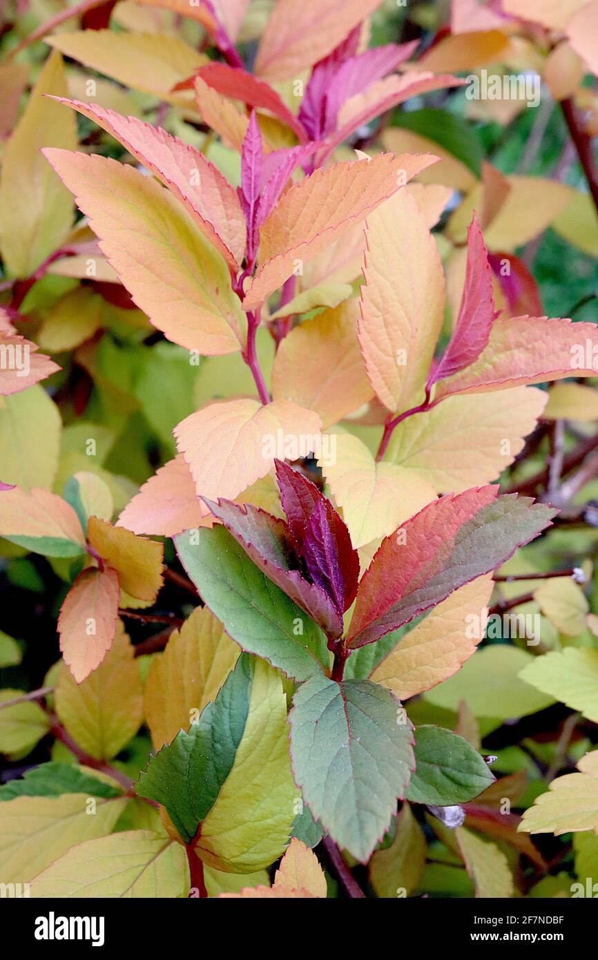 Yellow red spiraea japonica hi-res stock photography and images - Alamy