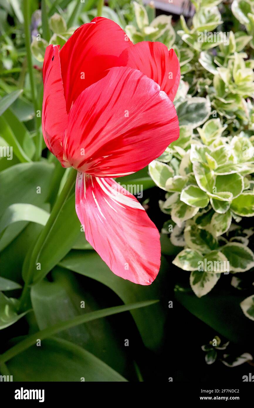 Tulipa ‘Van Eijk’ Darwin hybrid 4 Van Eijk broken tulip - red flowers ...