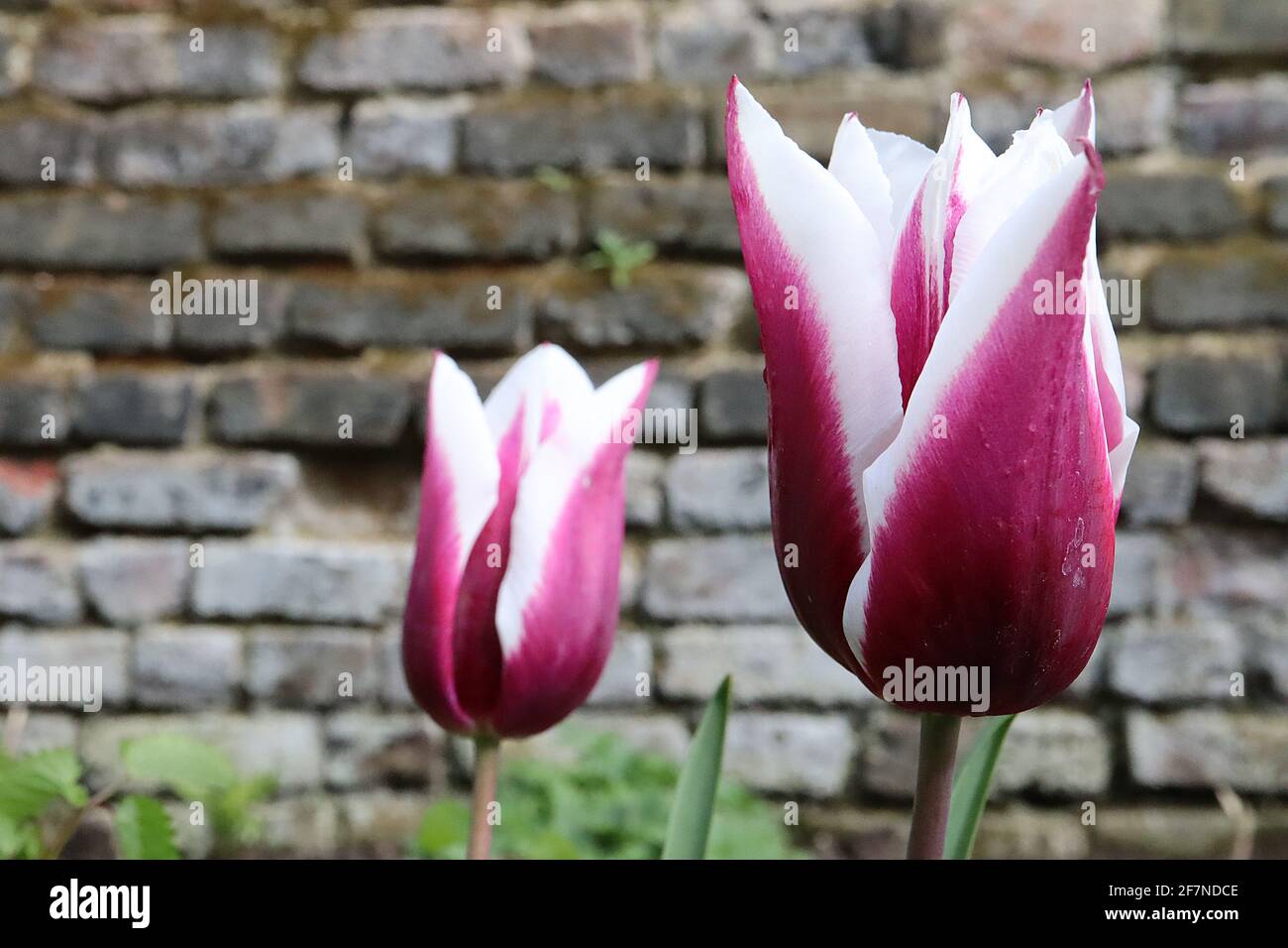 Purple goblet tulip with white edges hi-res stock photography and ...