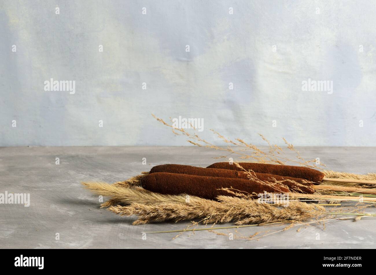 A bouquet of dry fluffy spikelets of grass and reeds on a gray concrete ...