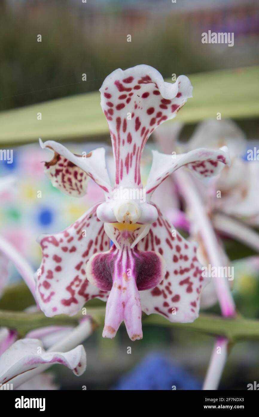 Bulan Orchid or Puspa Pesona is one of Indonesia's national flowers ...