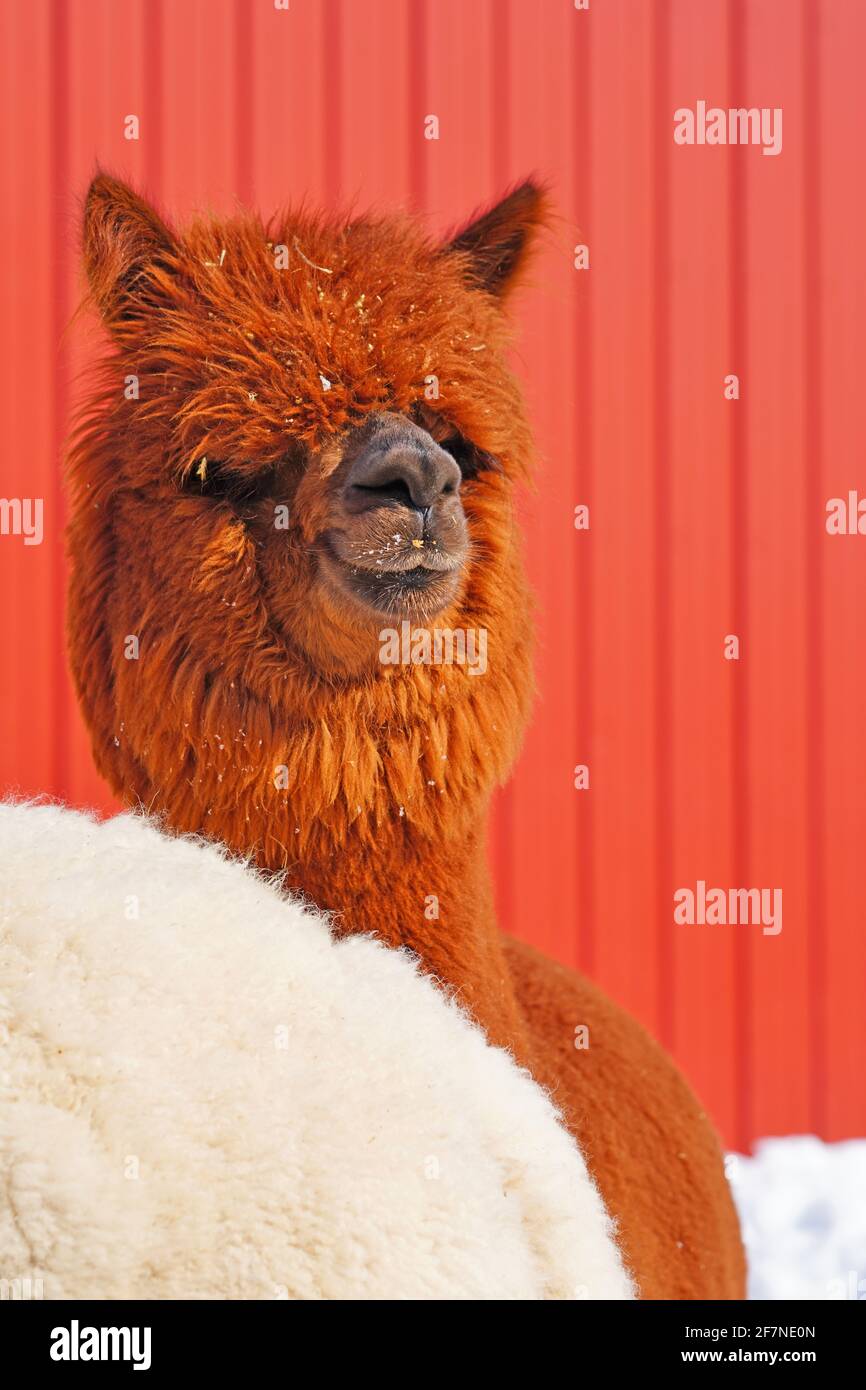 Portrait of a furry alpaca with snow on its face at a farm in New ...