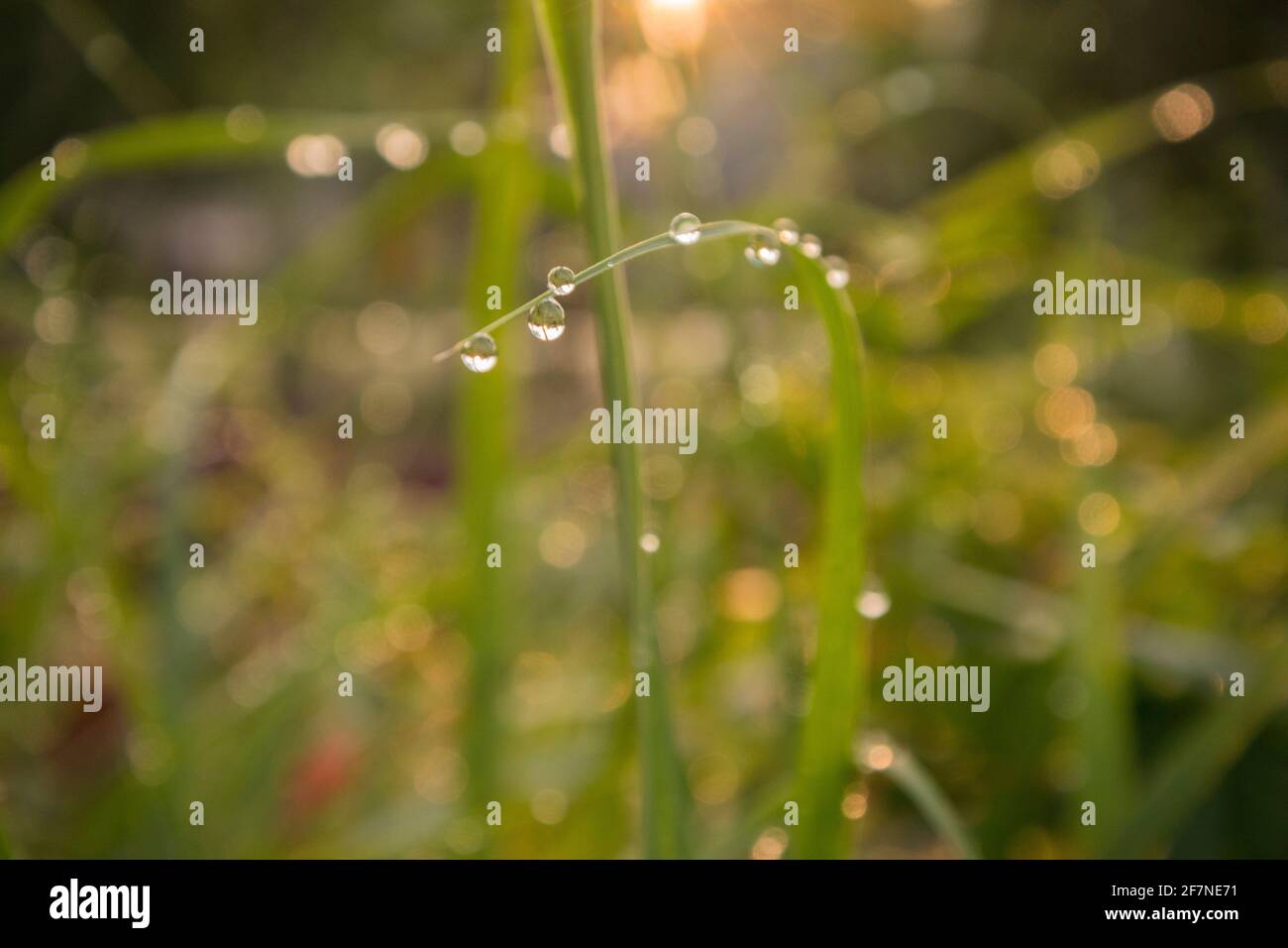 Dew in the morning exposed to beautiful sunlight Stock Photo - Alamy
