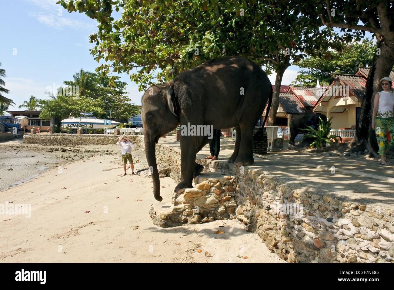 Koh Chang, Thailand. 05th Apr, 2021. A close up view of an elephant at ...