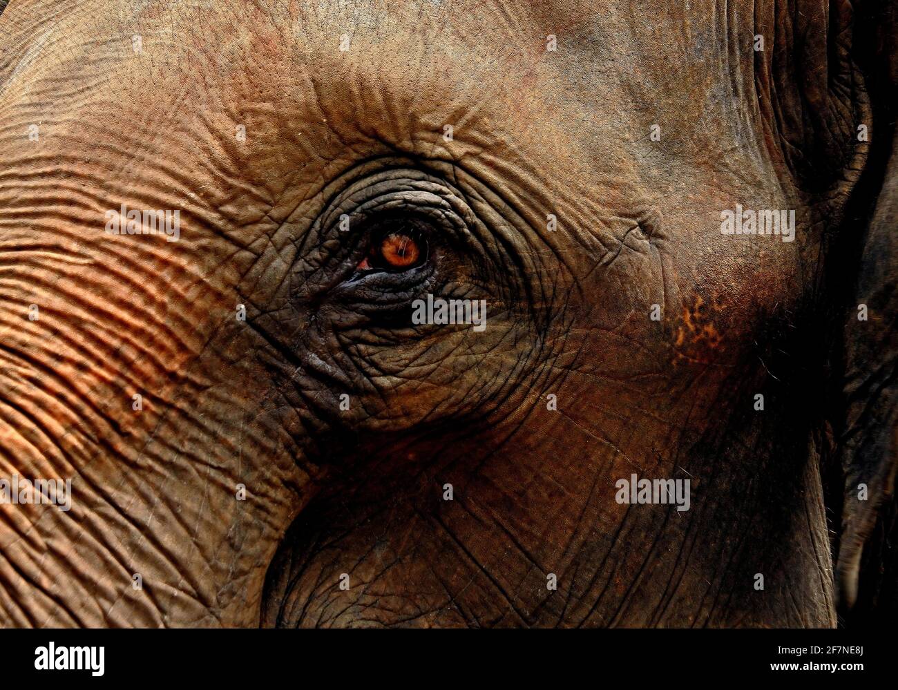 A close up view of an elephant eye at the Kai Bae Meechai Elephant Camp ...