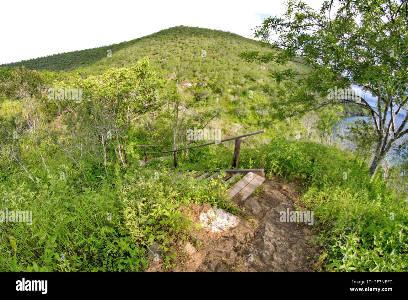 Wooden steps leading to a scenic trail at Tagus Cove, Isabela Island ...
