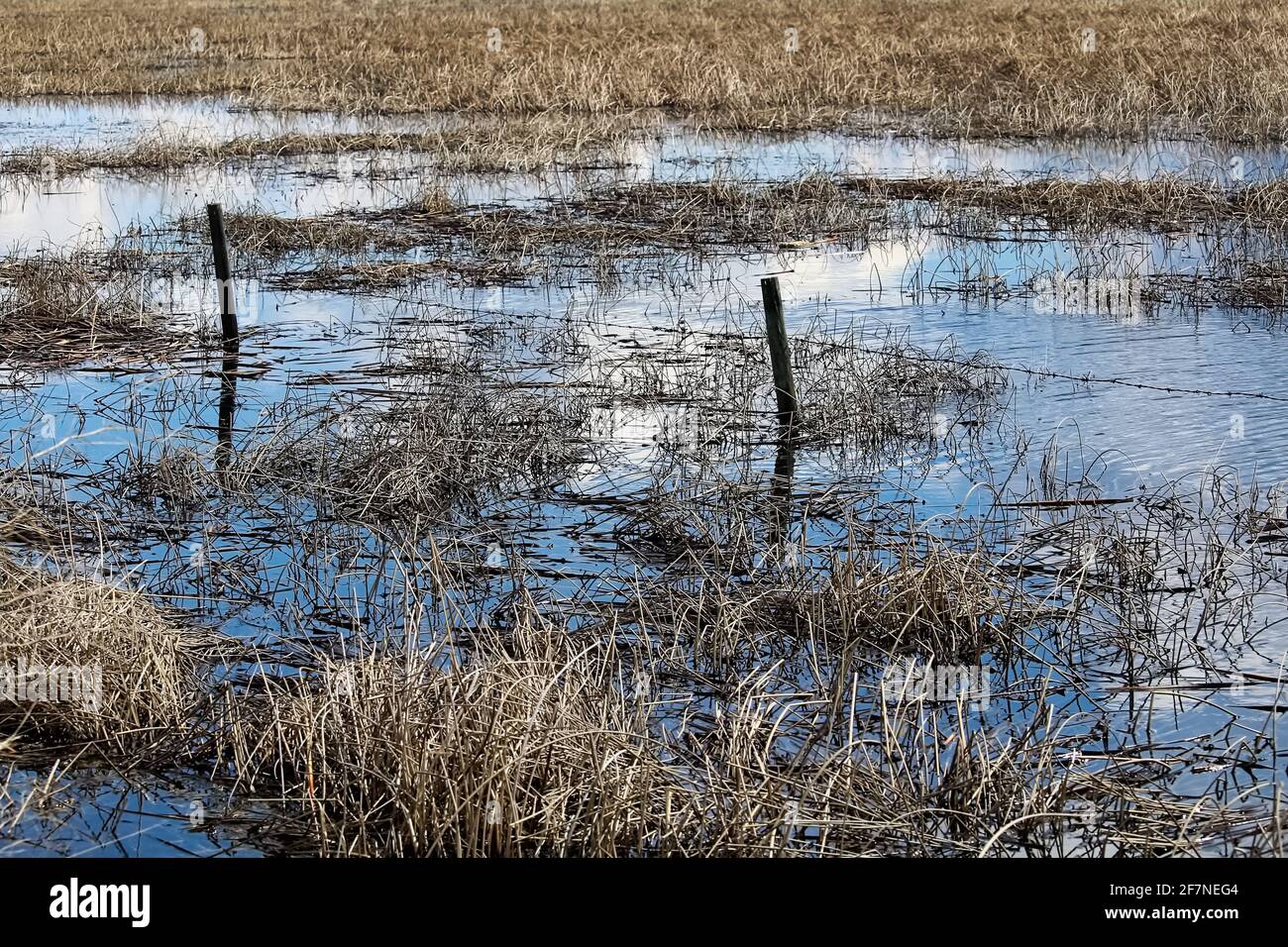 Reeds under water hi-res stock photography and images - Alamy