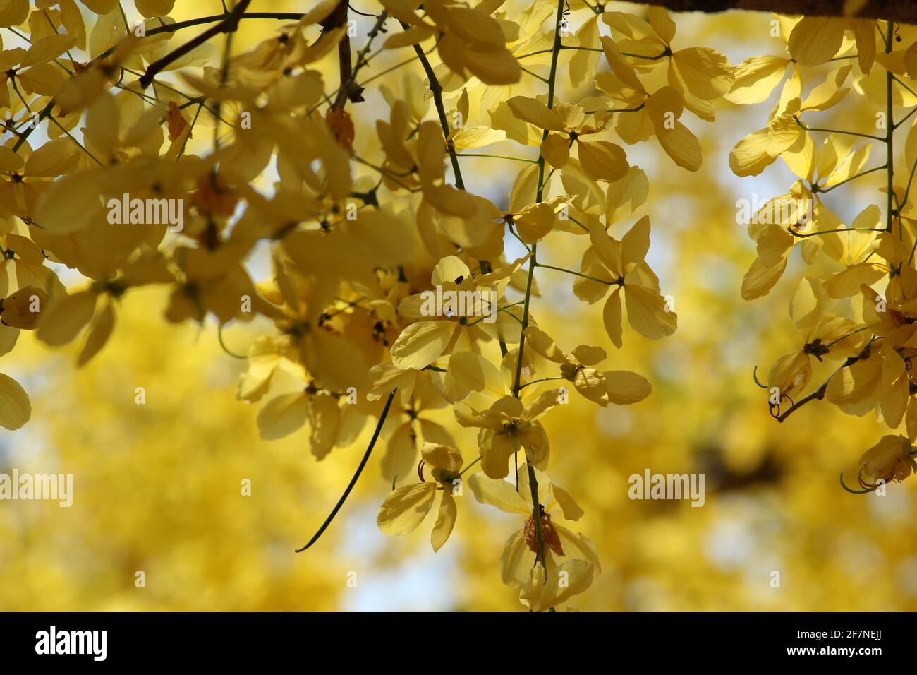 Golden shower / cassia fistula / amaltas, Indian laburnum Stock Photo - Alamy