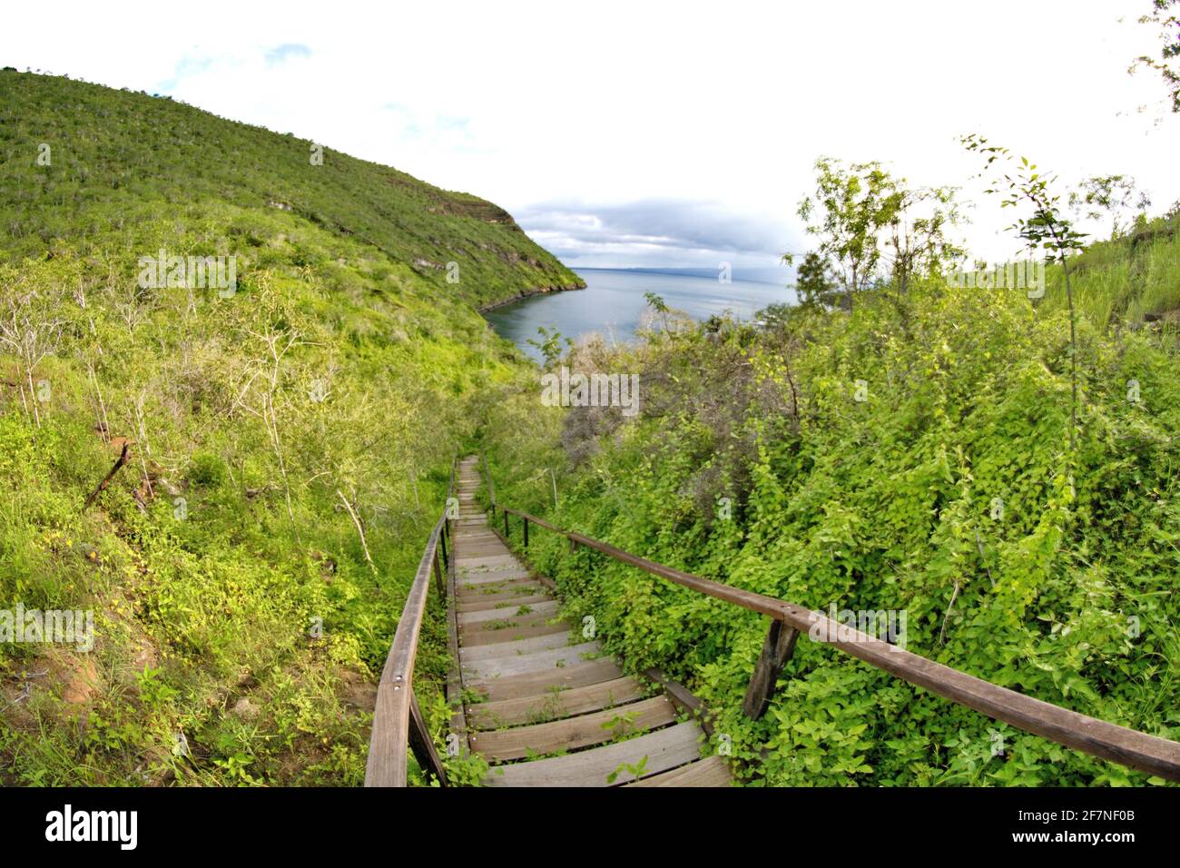 Wooden steps leading to a scenic trail at Tagus Cove, Isabela Island ...