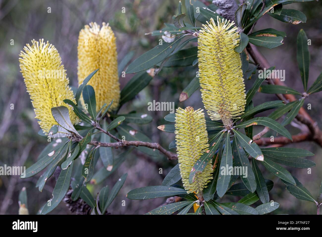 Coast Banksia tree in flower Stock Photo - Alamy