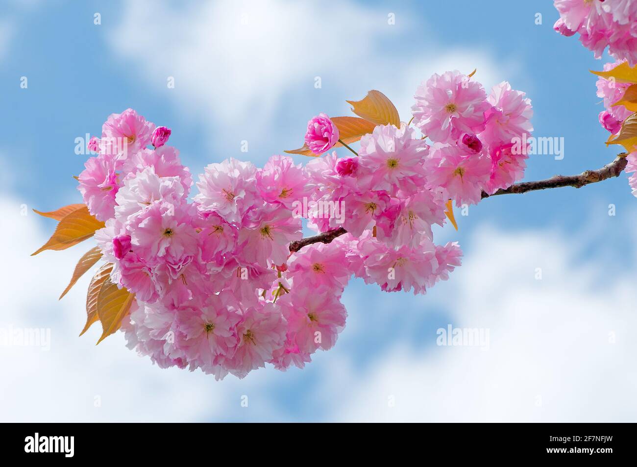Prunus double blossoms hi-res stock photography and images - Alamy