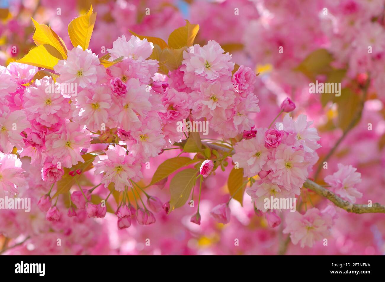 Prunus canada hi-res stock photography and images - Alamy