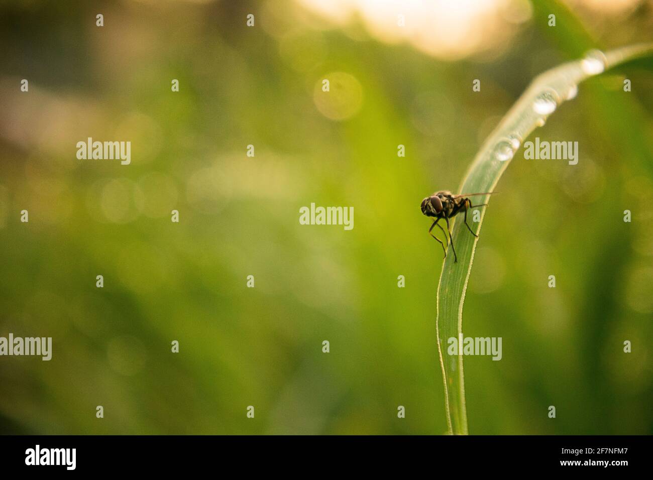 Wings exposed hi-res stock photography and images - Alamy