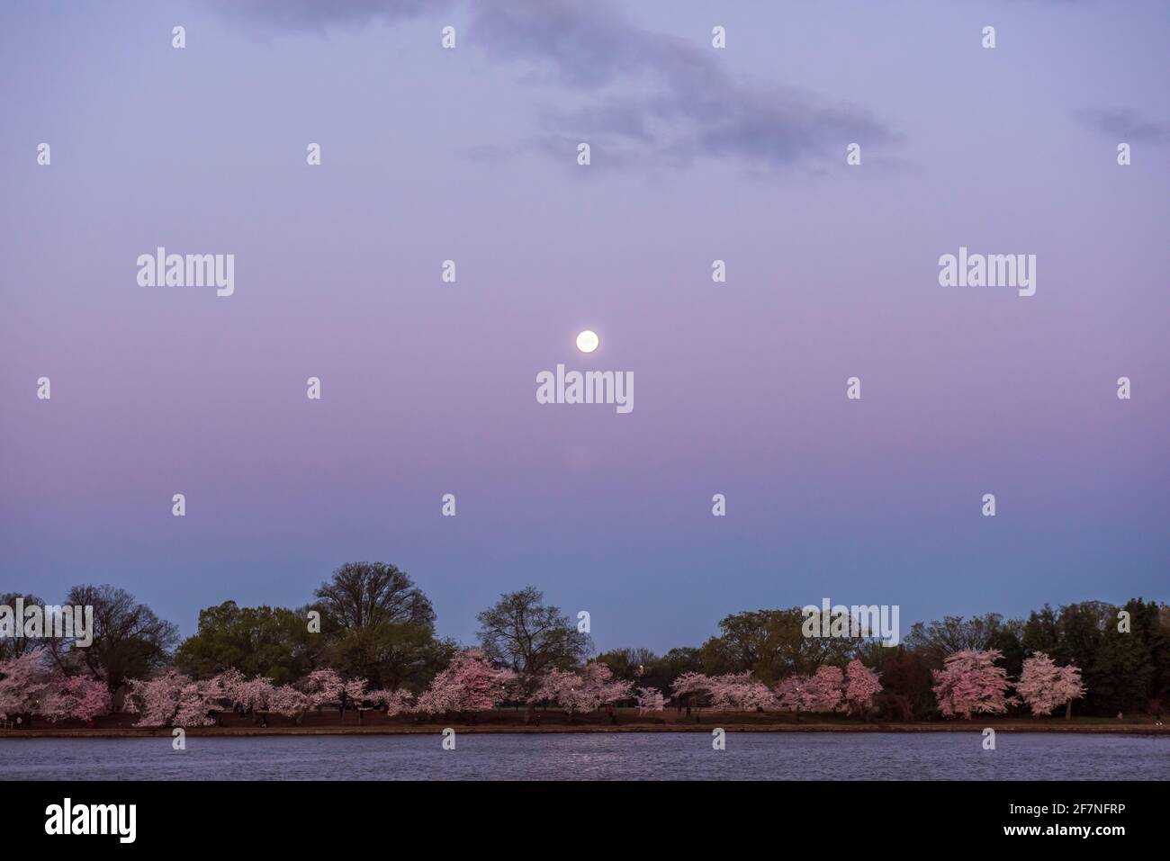 Moon and cherry blossoms hi-res stock photography and images - Alamy