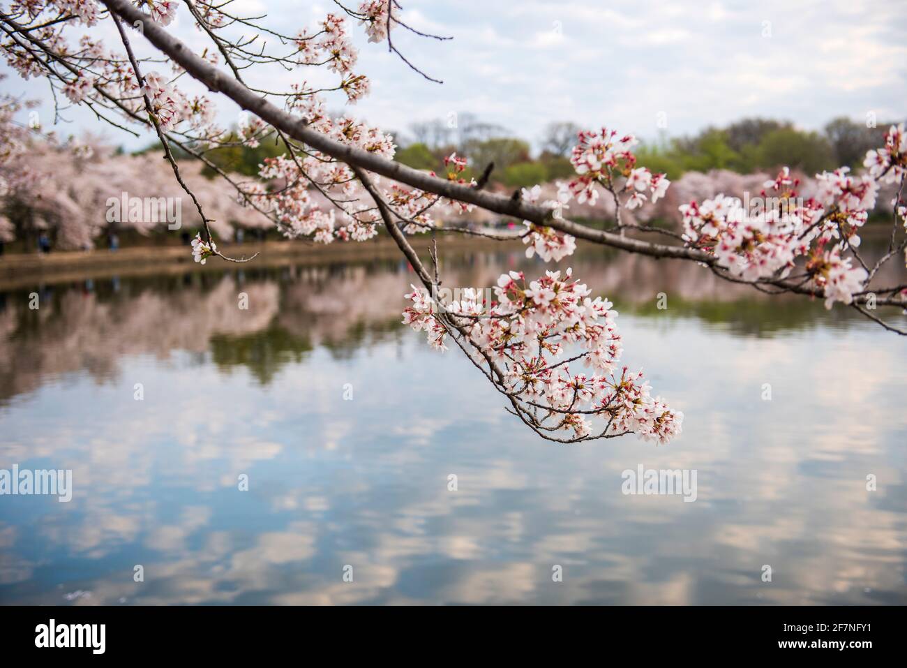 Beautiful morning sunrise trees hi-res stock photography and images - Alamy