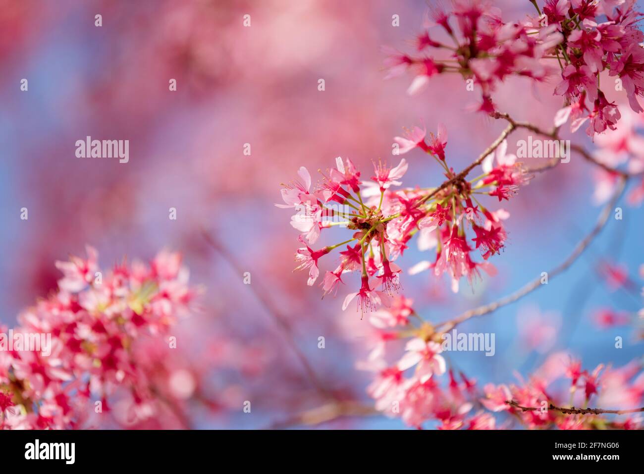 Pink cherry tree blossom flowers blooming in spring, bokeh Stock Photo ...