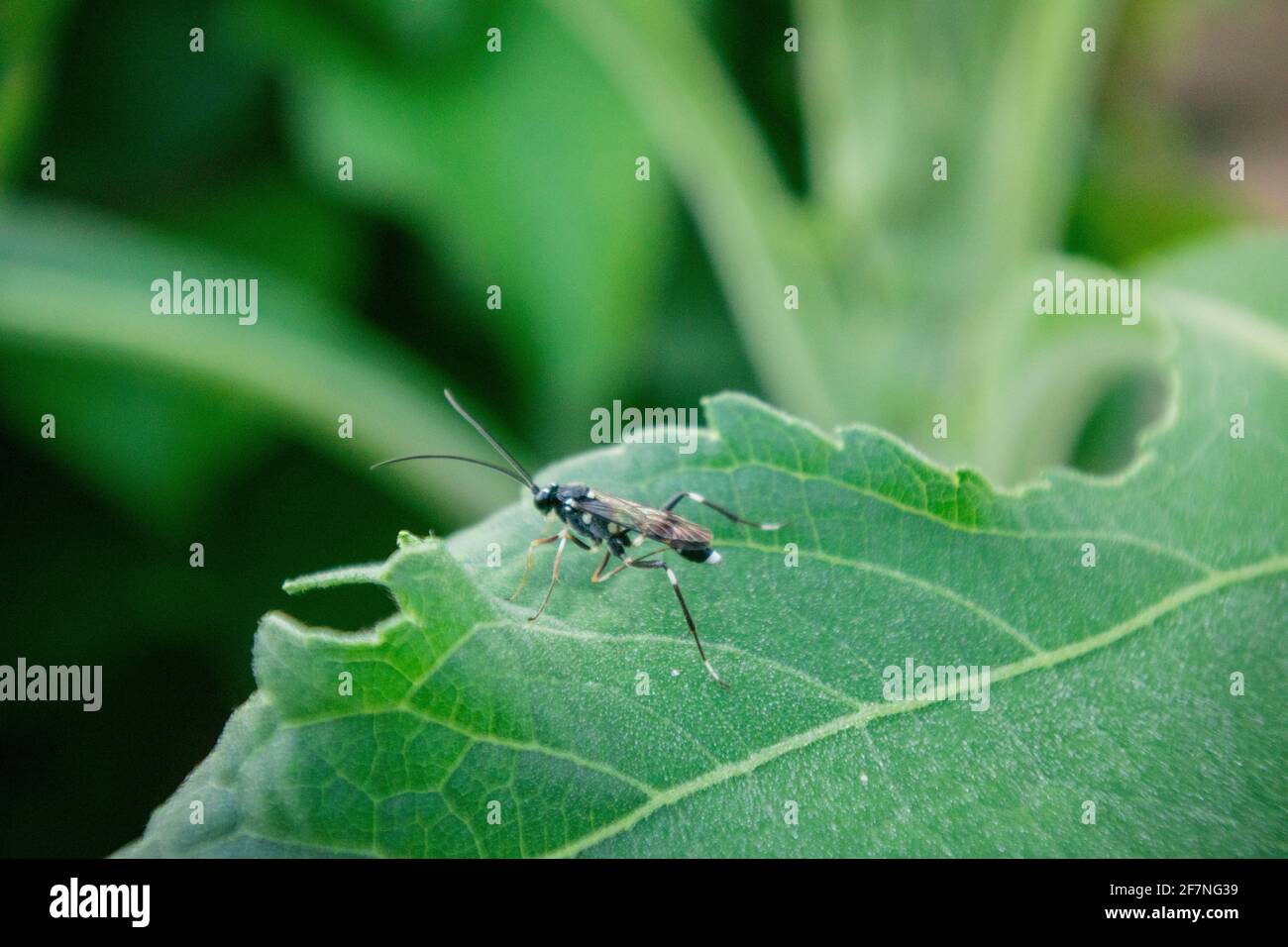 Pest in rice fields hi-res stock photography and images - Alamy