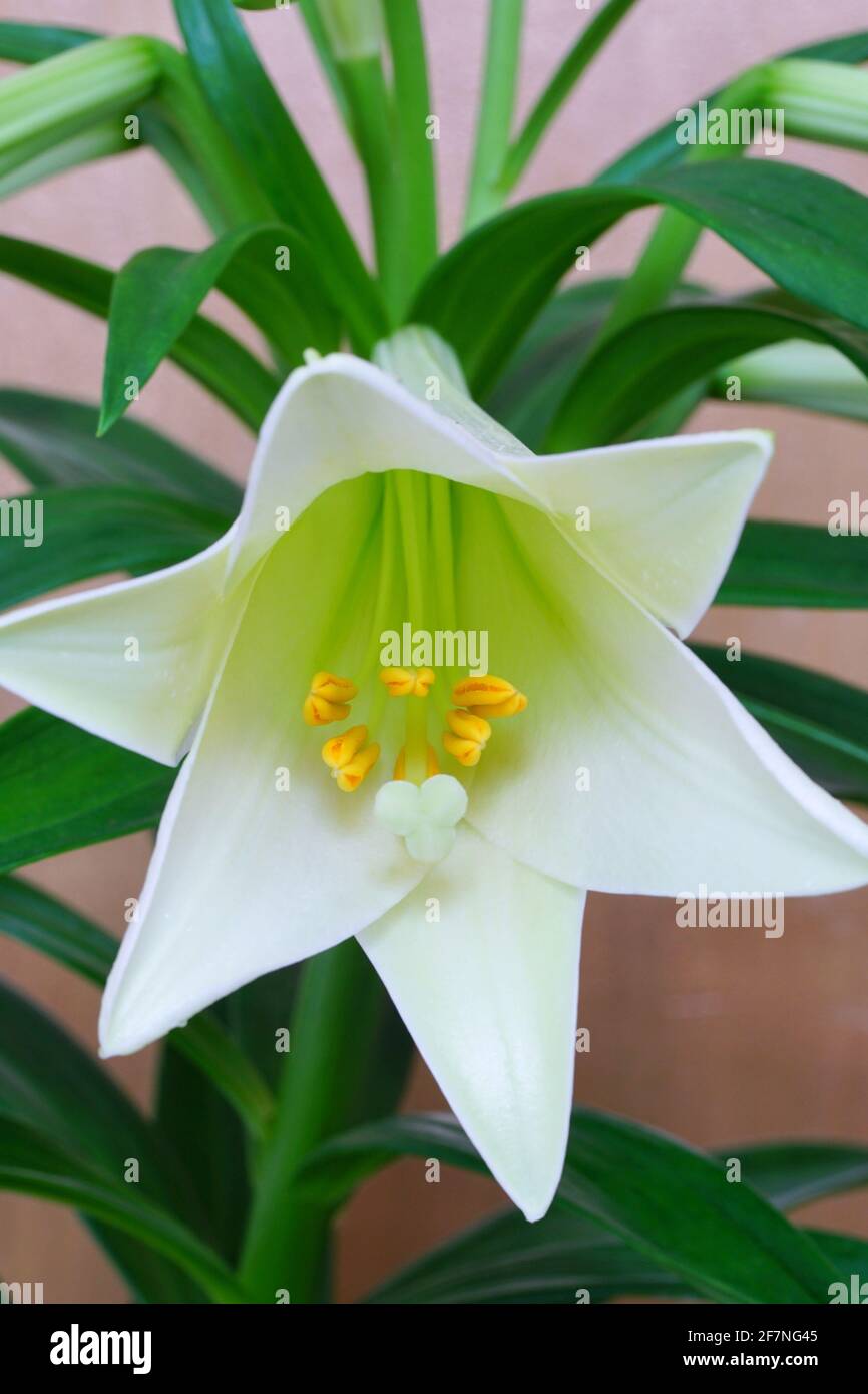 Fragrant white and yellow trumpet flowers of Easter Lily flowers ...
