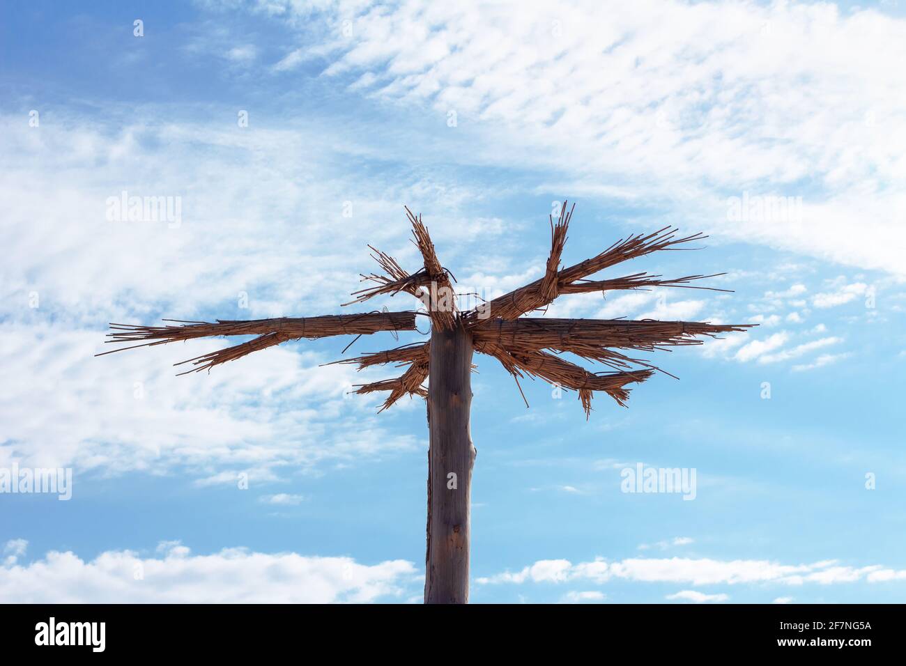 Palm tree skeleton against blue sky Stock Photo - Alamy
