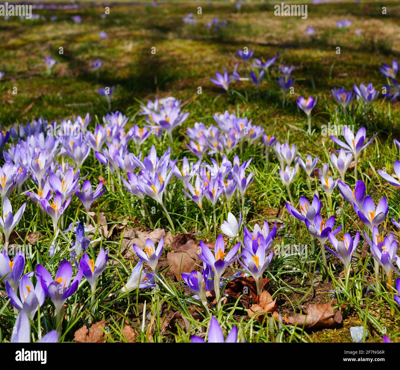 Purple crocus vernus flower peeking through the grass and mulch in ...