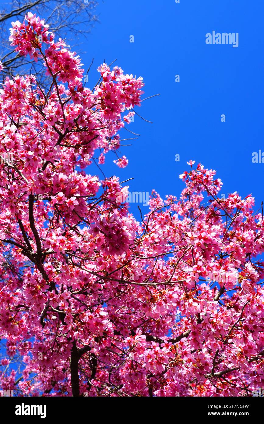 Billowy flower hi-res stock photography and images - Alamy