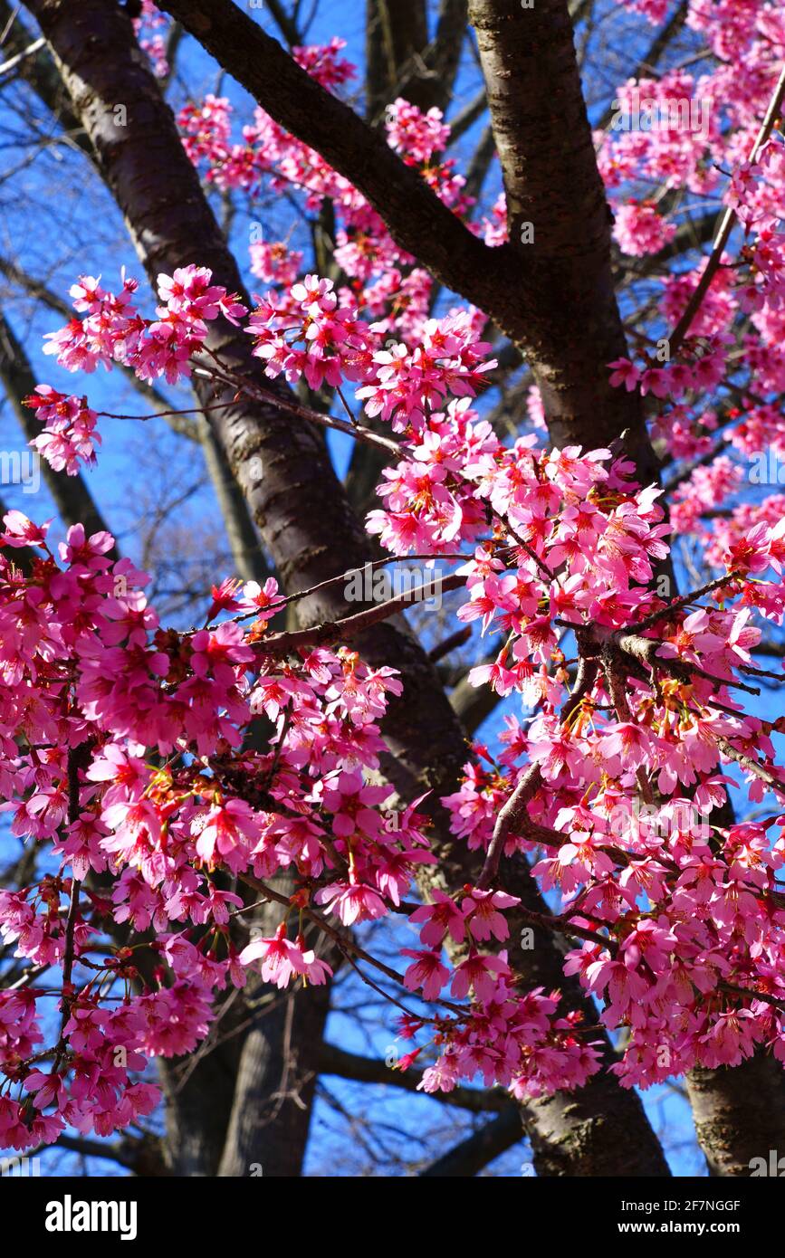 Billowy pink blossoms of a sakura cherry prunus tree Stock Photo - Alamy