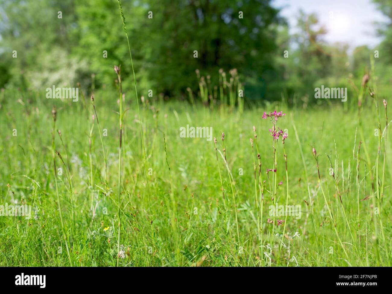 Flower meadow in summer with different colorful flowers Stock Photo - Alamy