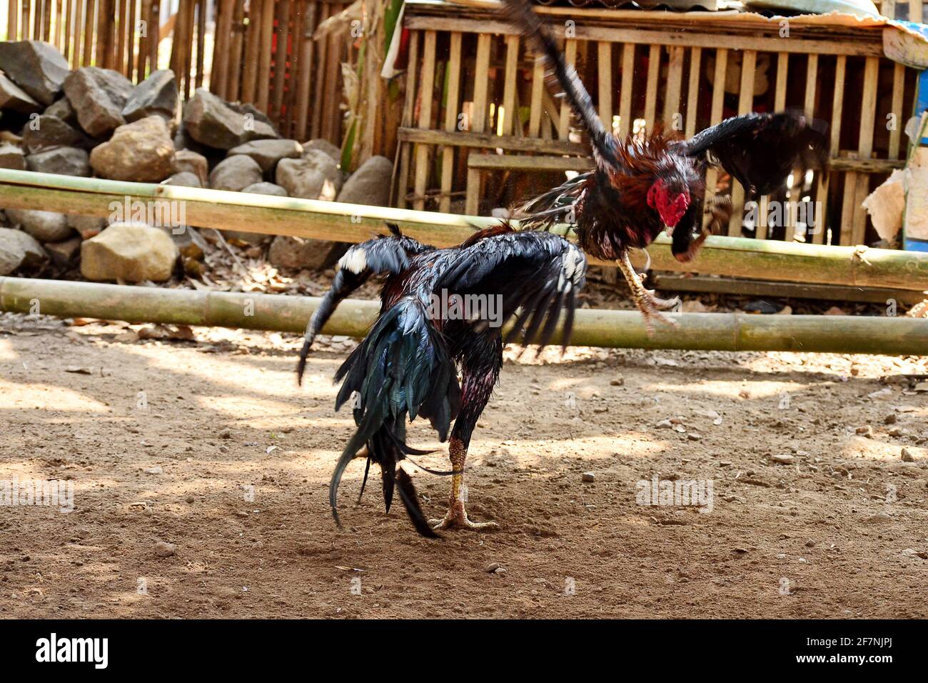 Cockfighting is a game of fighting two chickens in an arena until one ...