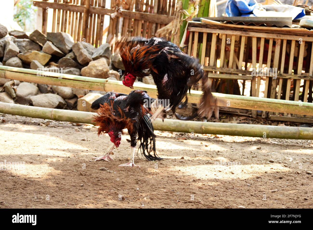 Cockfighting is a game of fighting two chickens in an arena until one ...