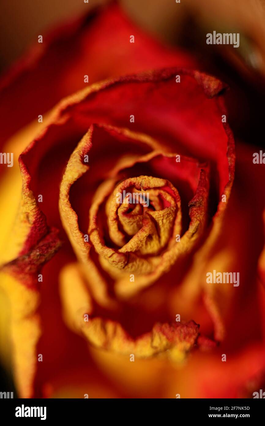 Rosa flower close up background family rosaceae modern high quality big ...