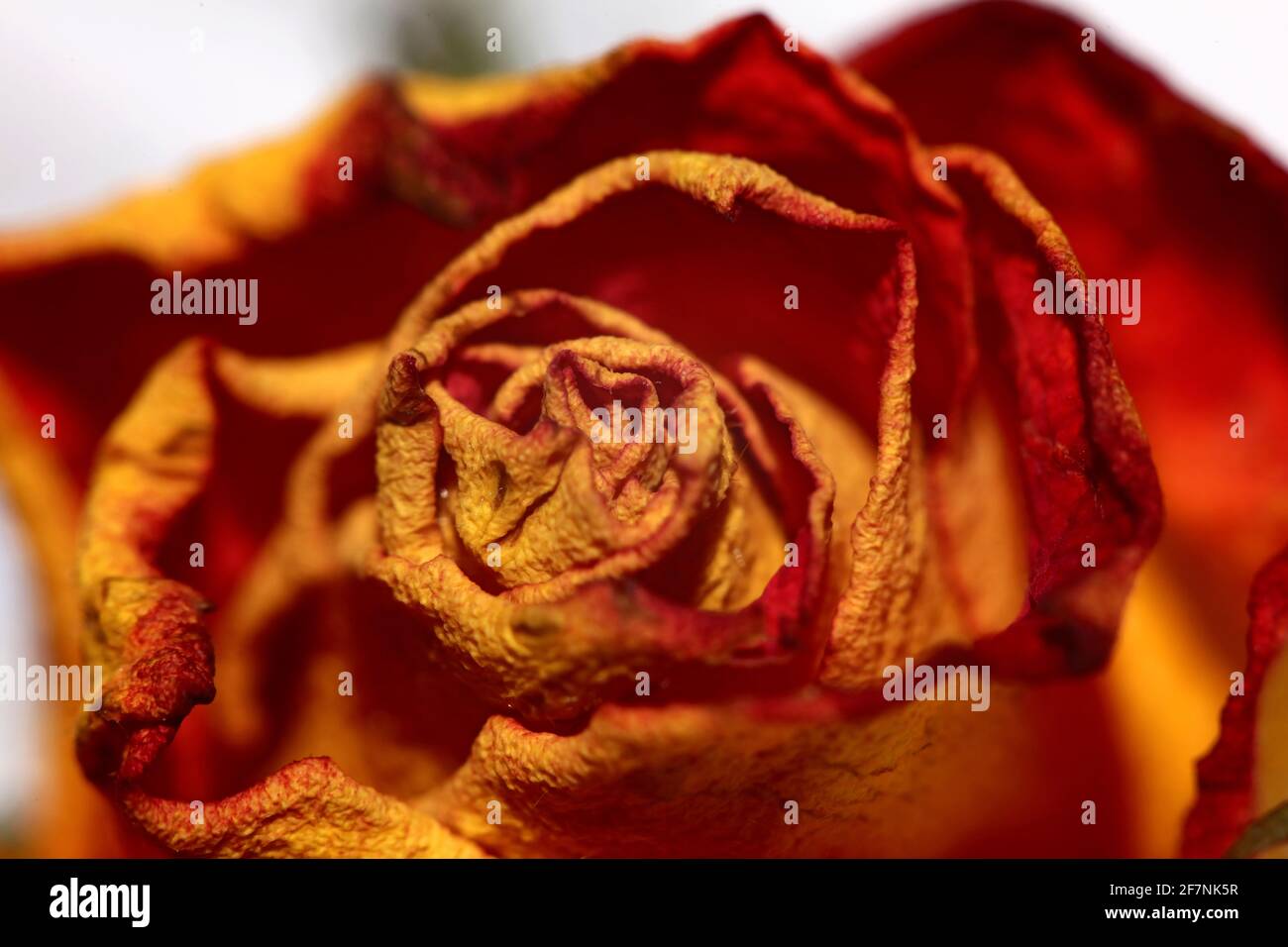 Rosa flower close up background family rosaceae modern high quality big ...