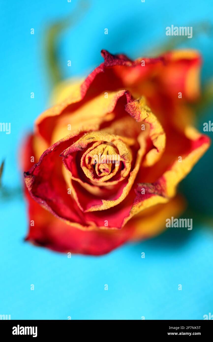 Rosa flower close up background family rosaceae modern high quality big ...