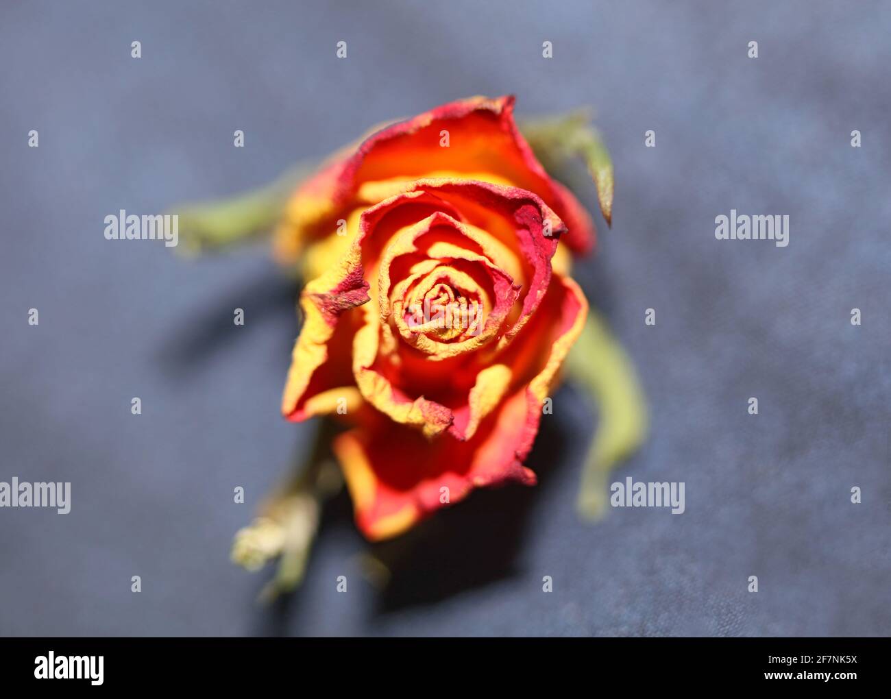 Rosa flower close up background family rosaceae modern high quality big ...