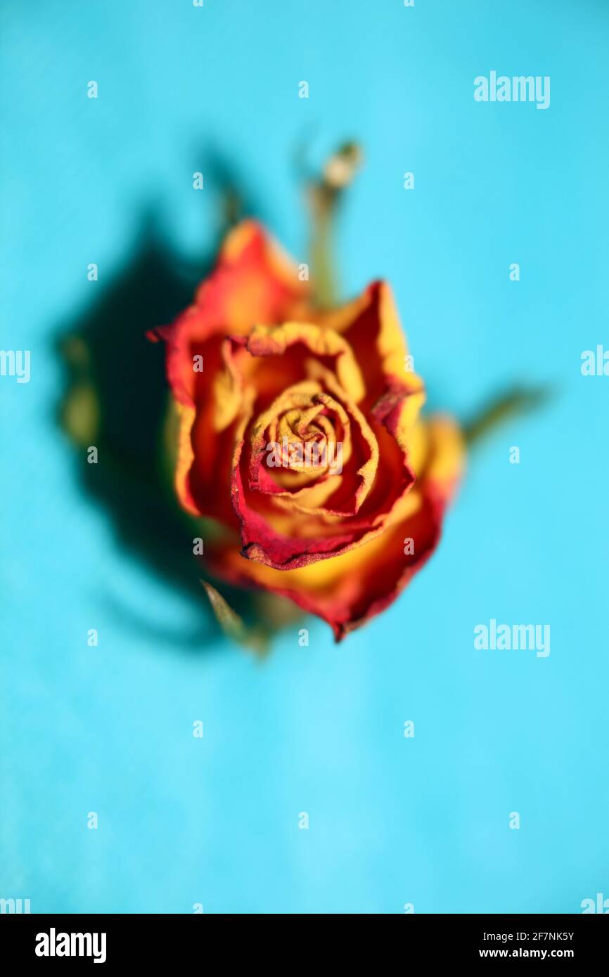 Rosa flower close up background family rosaceae modern high quality big ...