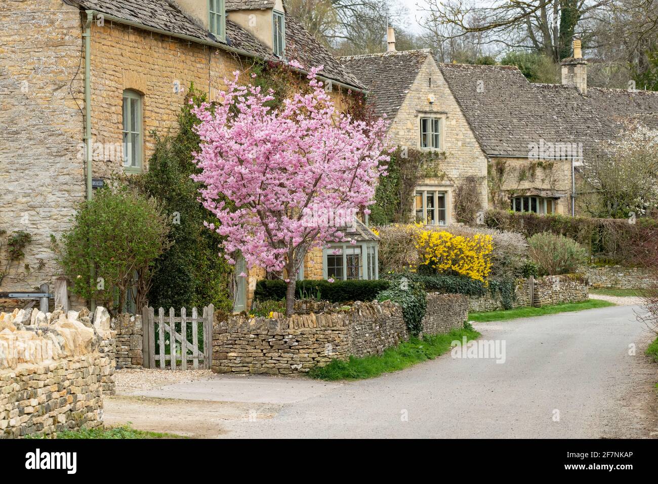 Spring Cherry Tree Blossom In Front Of A Cottage In Upper Slaughter