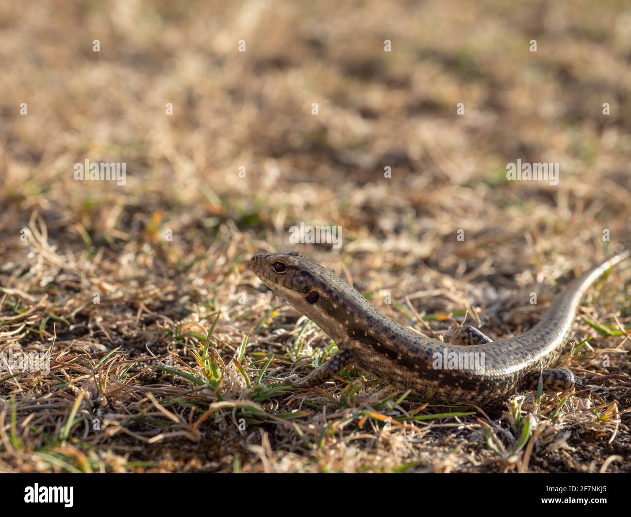 Grass skink hi-res stock photography and images - Alamy