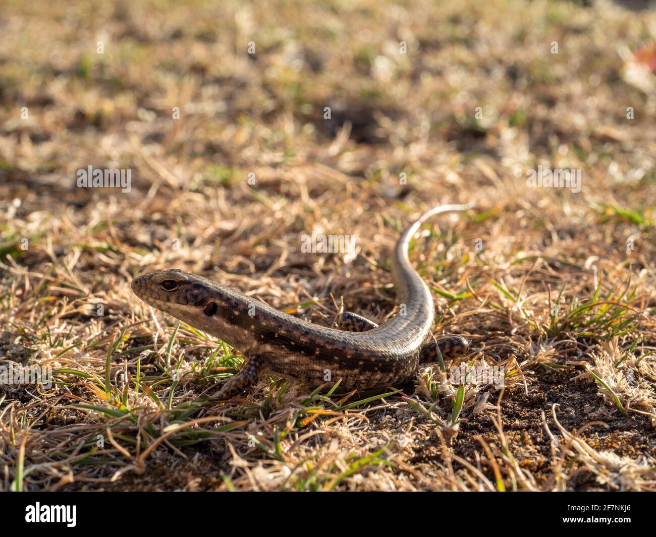 Southern Grass Skink (Pseudemoia entrecasteauxii) at Wilsons Promontory ...